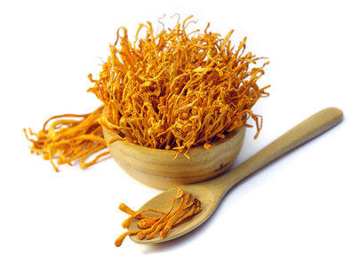 Cordyceps sinensis vs militaris – Cordyceps Pilz
