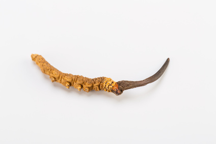 Cordyceps sinensis vs militaris – Cordyceps Pilz